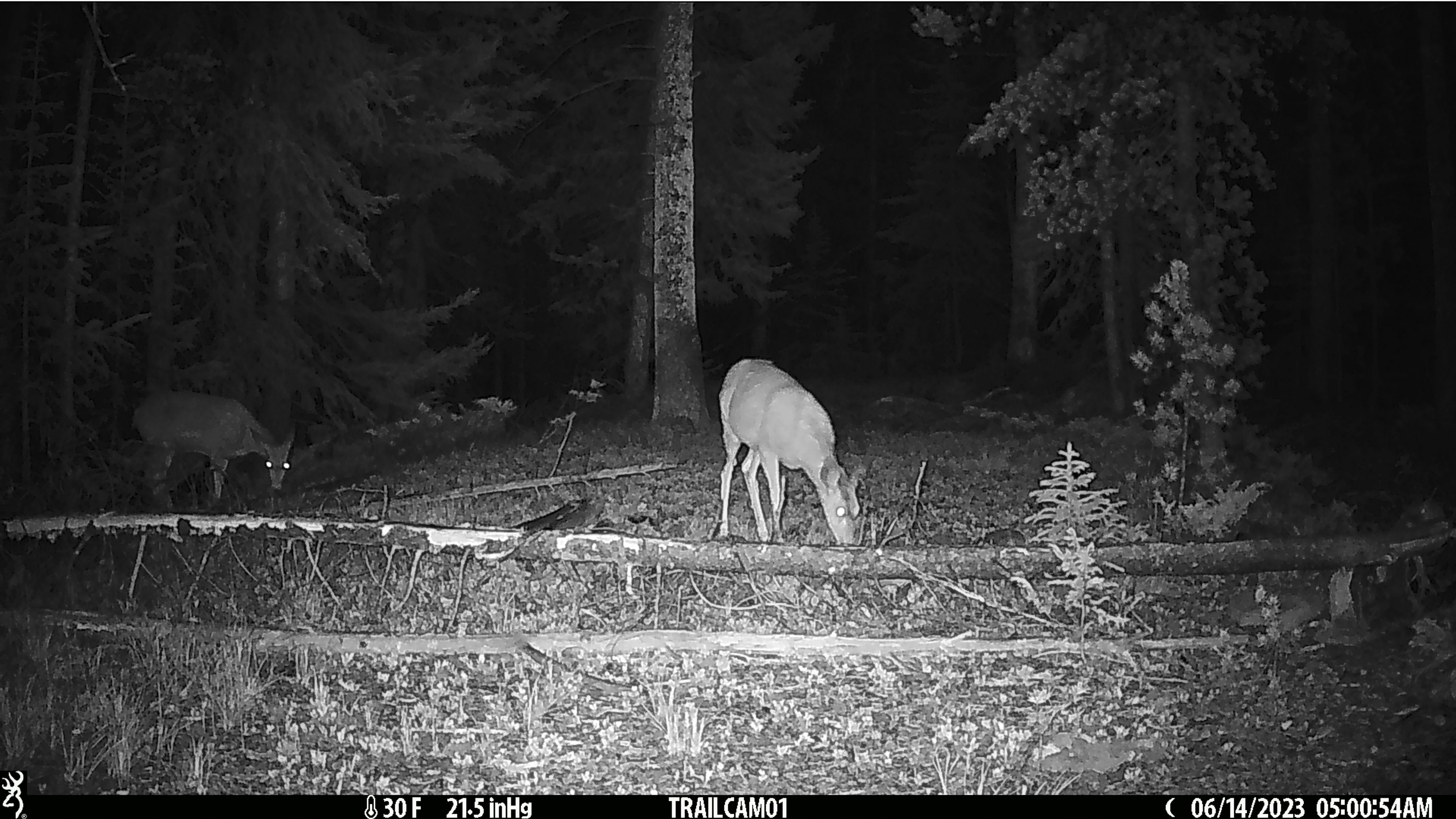 OST Camera Animals Object Detection Dataset and Pre-Trained Model by pavement