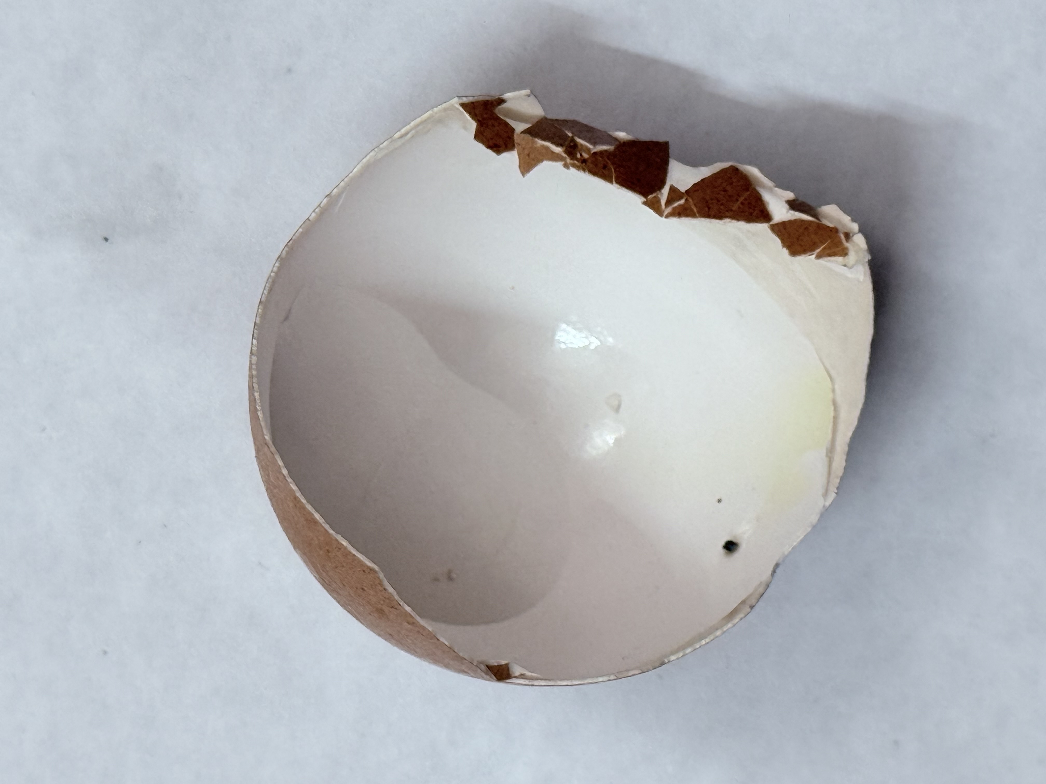 EggShell Object Detection Dataset by Sayem