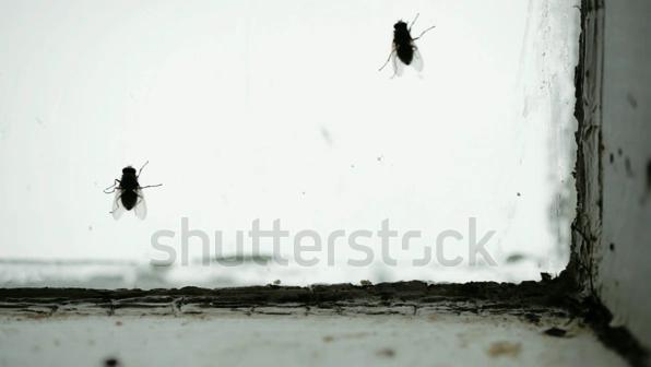 fly_ver1 Object Detection Dataset by Zeinab Moradi