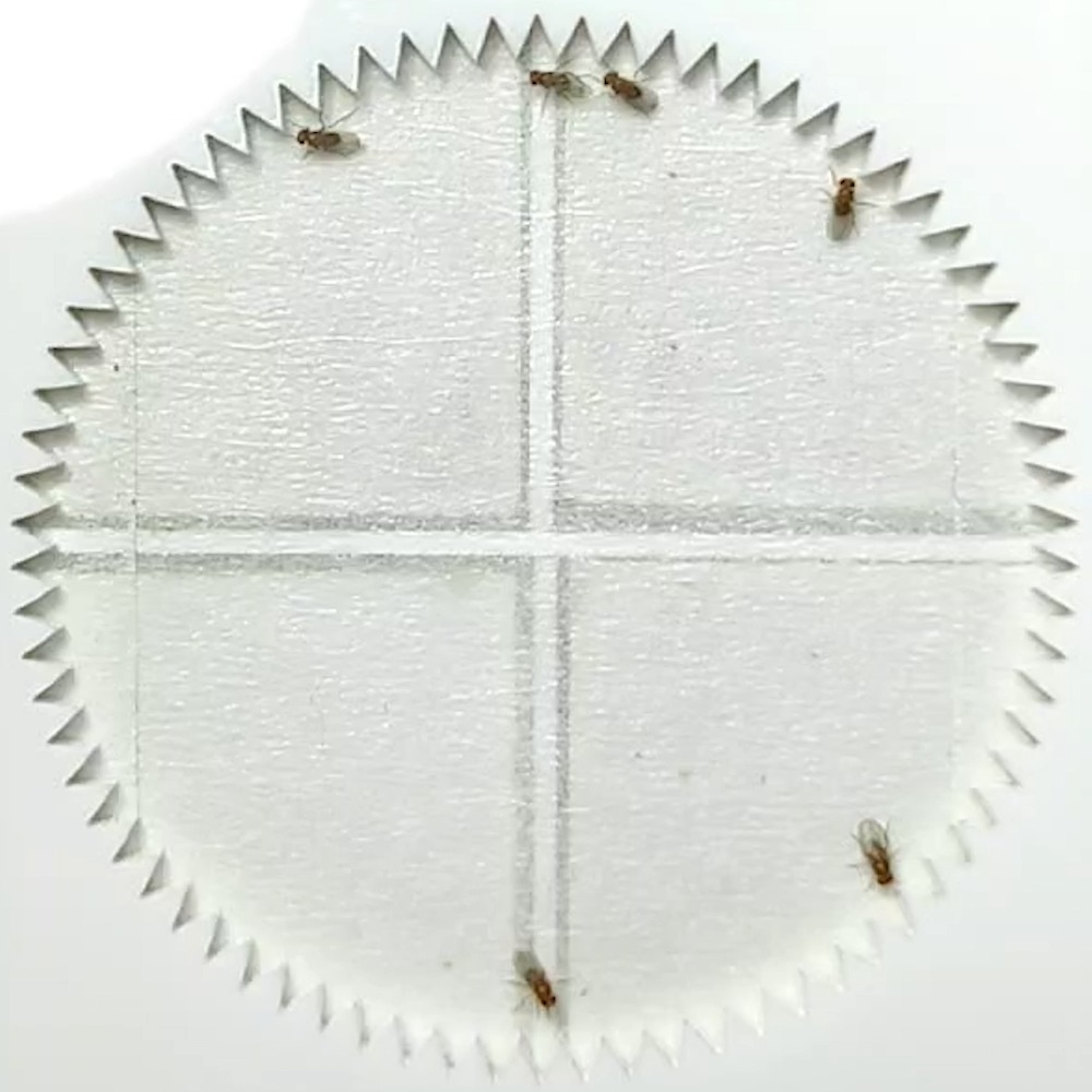 fly finder Object Detection Dataset by Zeinab Moradi