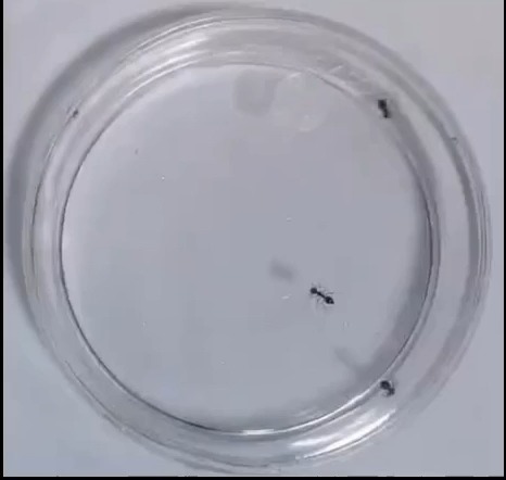 ant_test_1 Object Detection Dataset by Zeinab Moradi