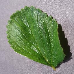 Object Detection of Leaves Object Detection Dataset by Hafiz