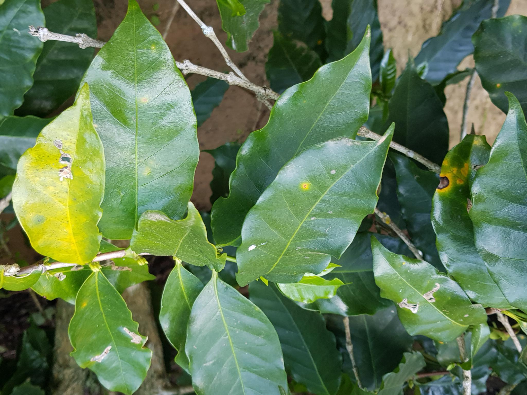 Coffee leaf disease Classification Model by DAME