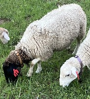 Sheep (sheep-hy9a5) - Roboflow Universe