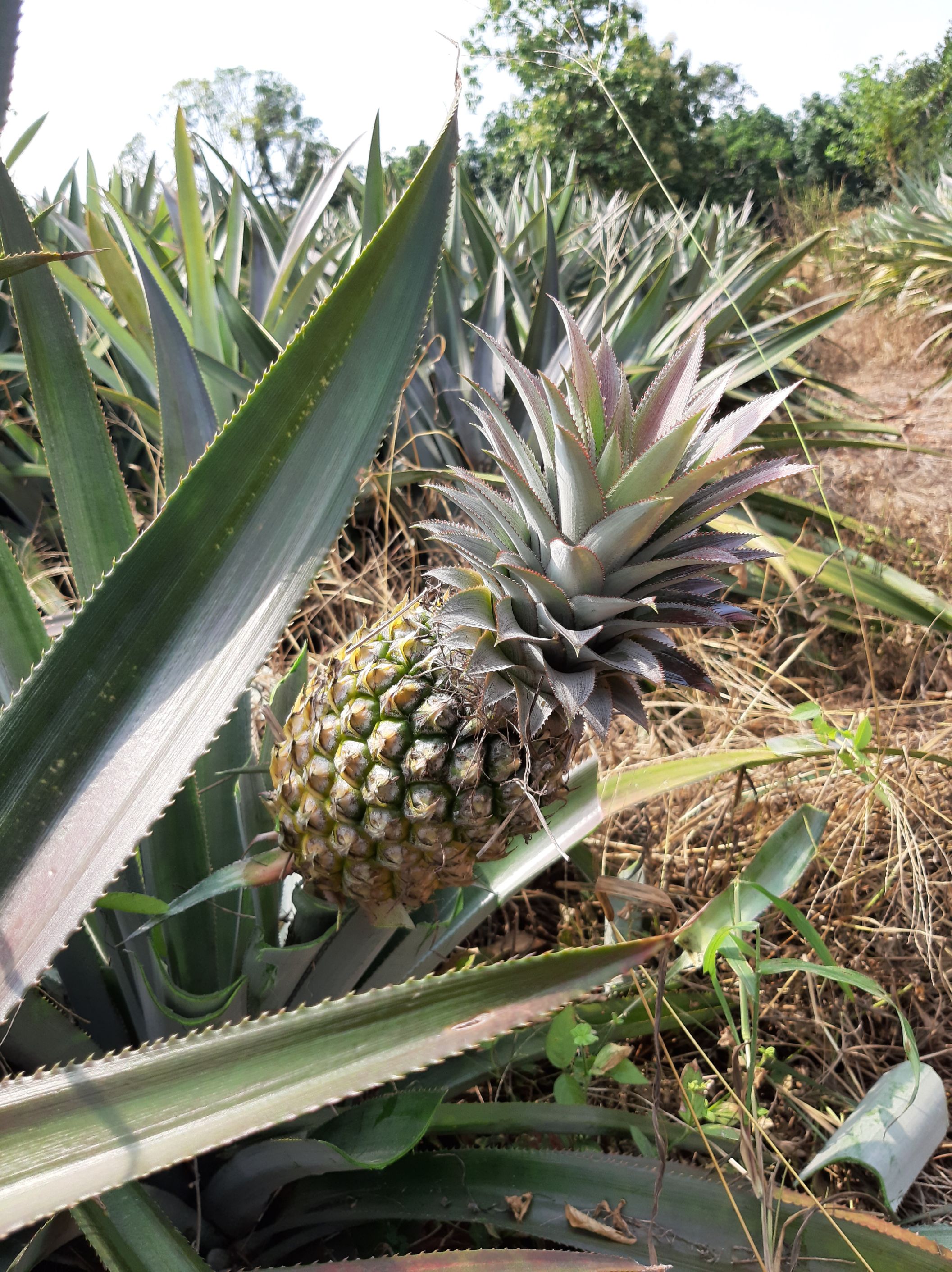 Pineapple Detection Object Detection Dataset By Deepa