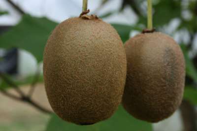 Fruit Segmentation Instance Segmentation Dataset and Pre-Trained Model by Inovako