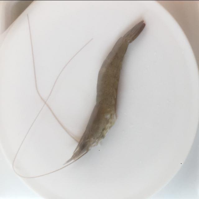 smp Instance Segmentation Dataset and Pre-Trained Model by shrimp