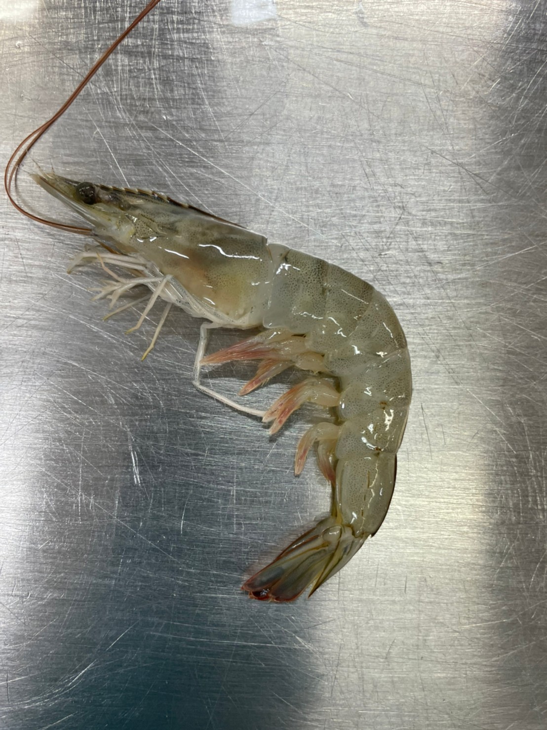 JS Object Detection Dataset by shrimp