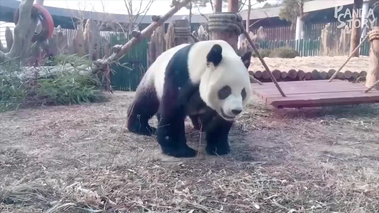 Panda Video Object Detection Dataset by Kyle Pelham