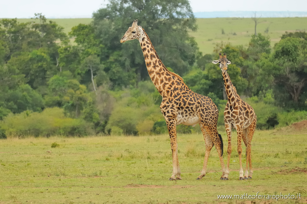 Zoo Animals Object Detection Model by Kyle Pelham