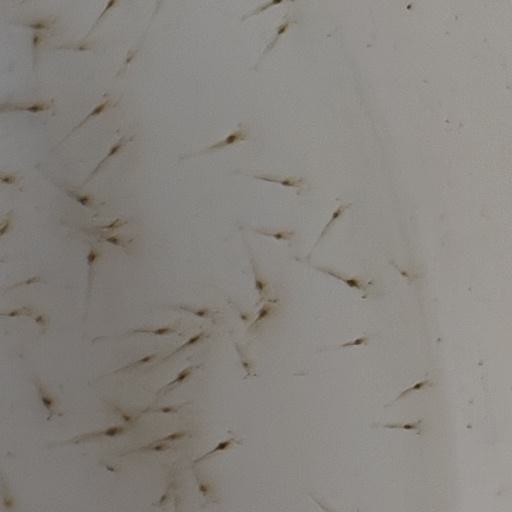 royya Object Detection Dataset and Pre-Trained Model by dinesh