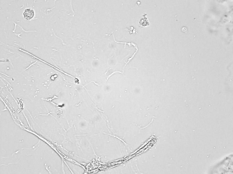 How to Use the Thesis Object Detection API