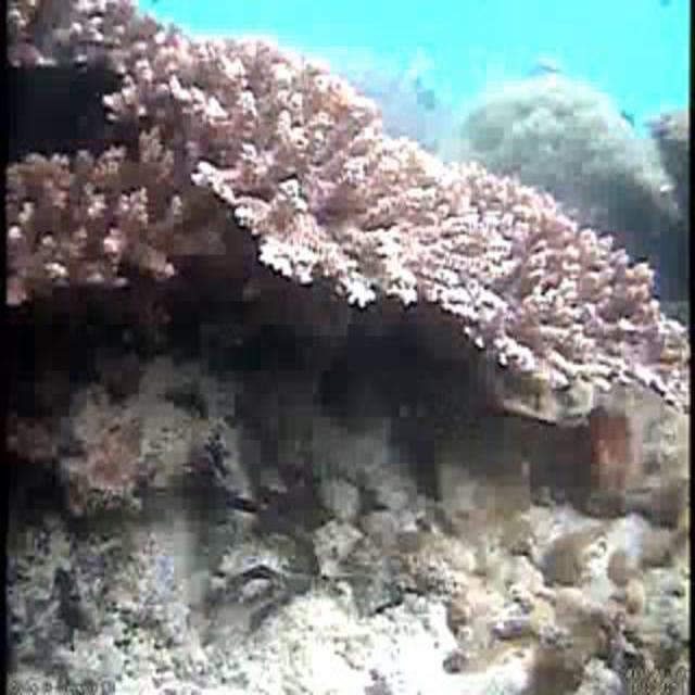 Fish_AI Object Detection Dataset by Masters