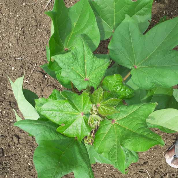 cotton leaf disease Object Detection Dataset and Pre-Trained Model by ... cotton leaf disease Object Detection Dataset and Pre-Trained Model by ...