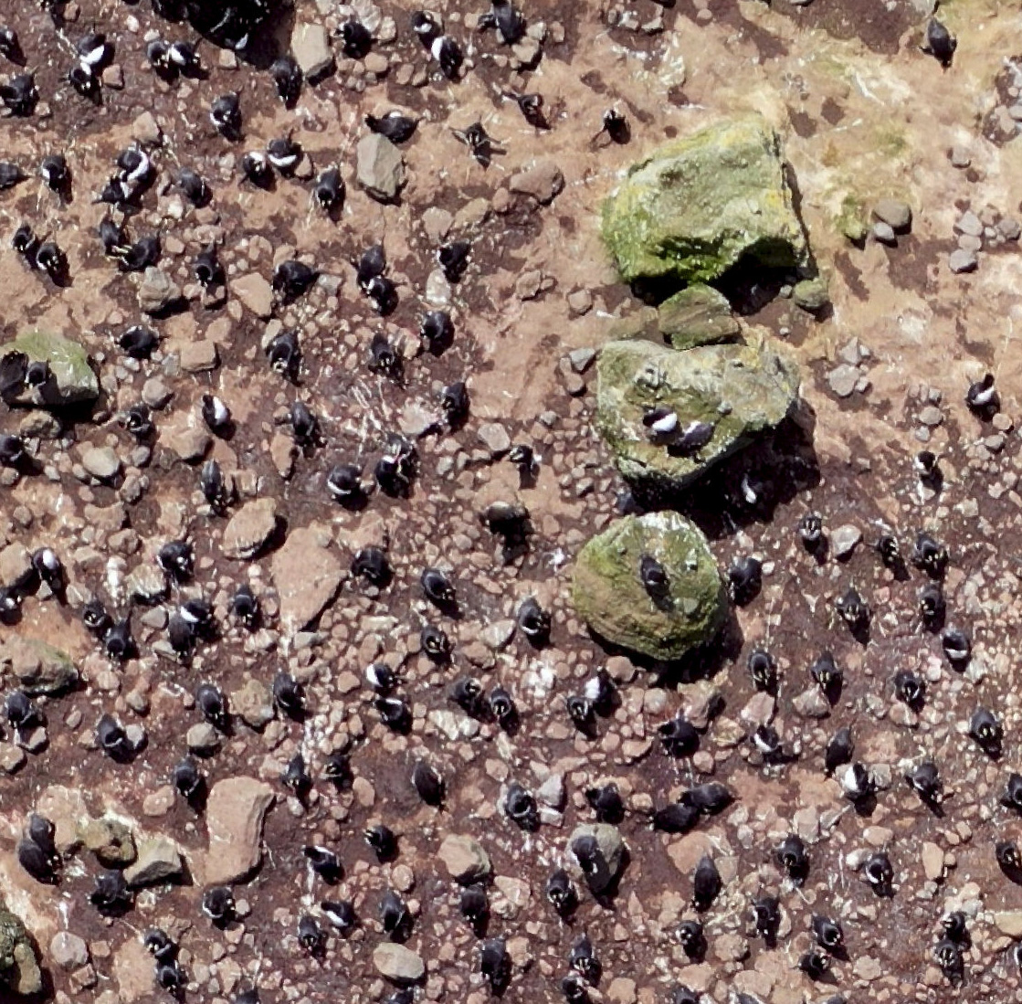 Tawaki Project - Roboflow Universe