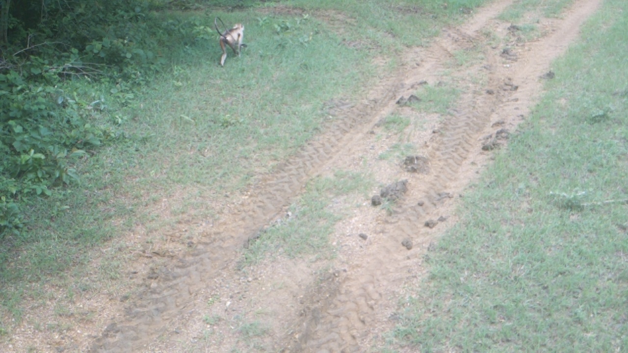 Leopard_seperate_6cls_model Object Detection Dataset by AnimalDetectionDay