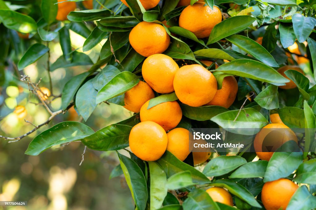 Classification of oranges . Object Detection Model (v1, 2025-03-06 6:51pm) by chiang mai universitty