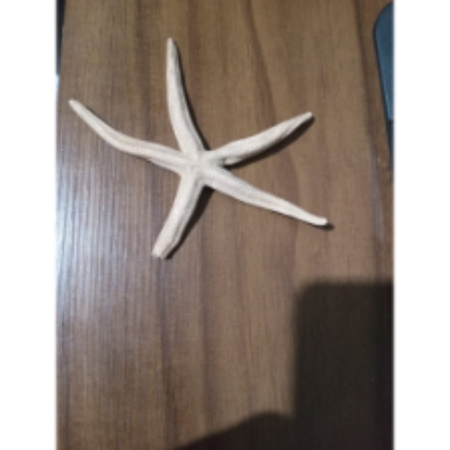 starfish Object Detection Model by etiq