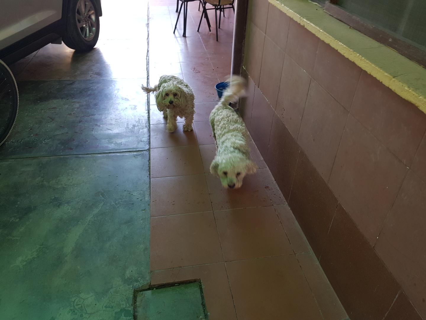 adv CNN Object Detection Dataset and Pre-Trained Model by MalGrp13