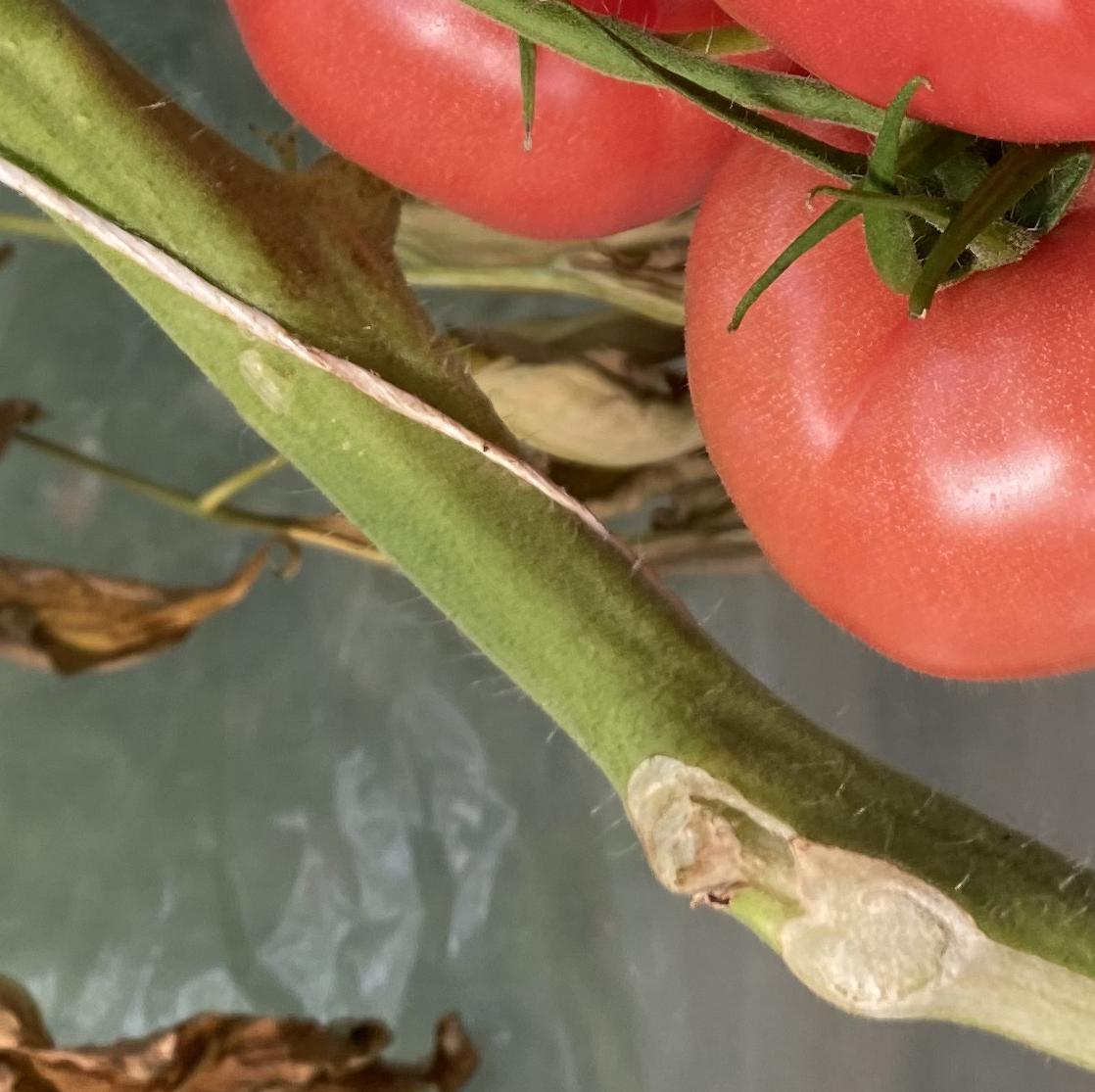 BRIX_TOMATO Classification Dataset by brix