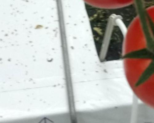 detect_tomatoes_2 Object Detection Dataset by brix