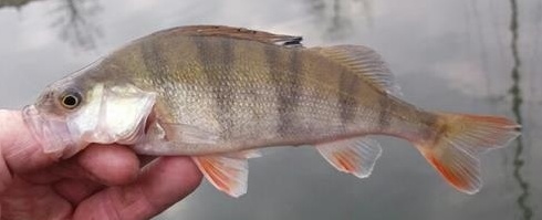 segment_fish Object Detection Dataset and Pre-Trained Model by fish