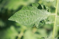 Tomato Leaf DIseases Detect Object Detection Model by Sylhet ...