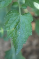 Tomato Leaf DIseases Detect Object Detection Model by Sylhet ...