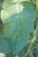 Tomato Leaf DIseases Detect Object Detection Model by Sylhet ...