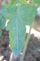 Tomato Leaf DIseases Detect Object Detection Model by Sylhet ...
