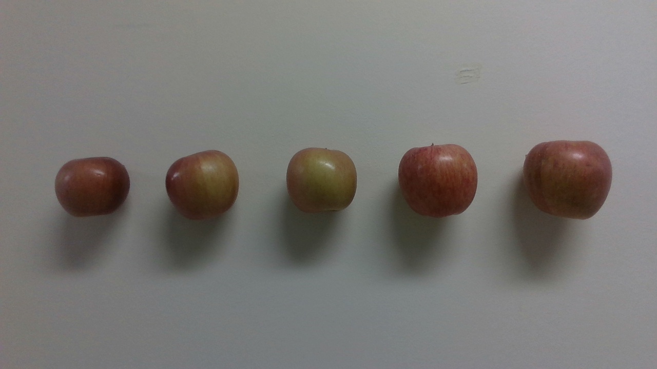yolov11_apple Instance Segmentation Model by Seoul National University