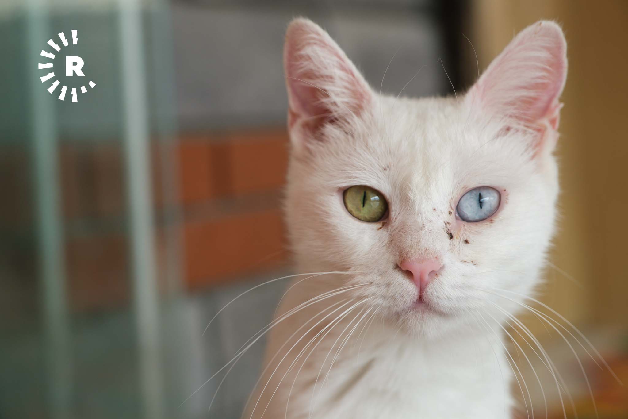 lab2 Object Detection Dataset and Pre-Trained Model by lab2