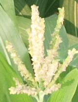 Segmentation Instance Segmentation Dataset by Maize tassel