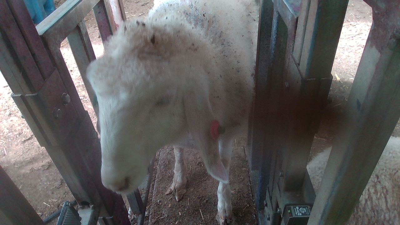 Sr Pose Estimation Keypoint Detection Dataset By Lambsbodypartsdetection