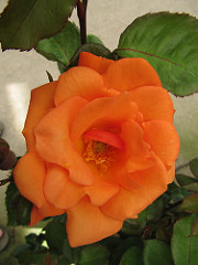 flower recognition - Roboflow Universe