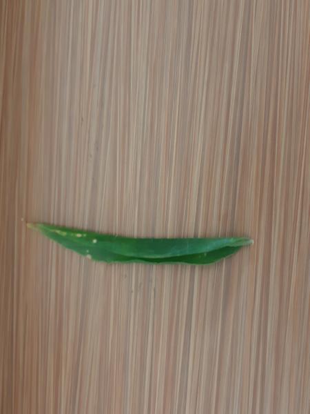 Medicinal Plant Detect Object Detection Dataset And Pre Trained Model By Harsha Project