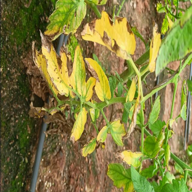 Leaf-02-03-2023 Object Detection Dataset by SREC