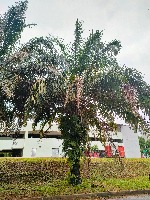 Tree Training - Roboflow Universe