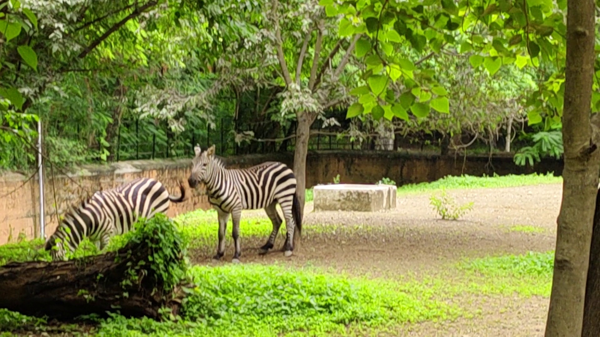 Zebra Object Detection Dataset by Zebra