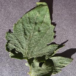 How to Use the Plant Diseases Detection Object Detection API