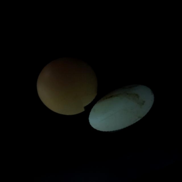 single_egg Object Detection Dataset and Pre-Trained Model by naveen kumar