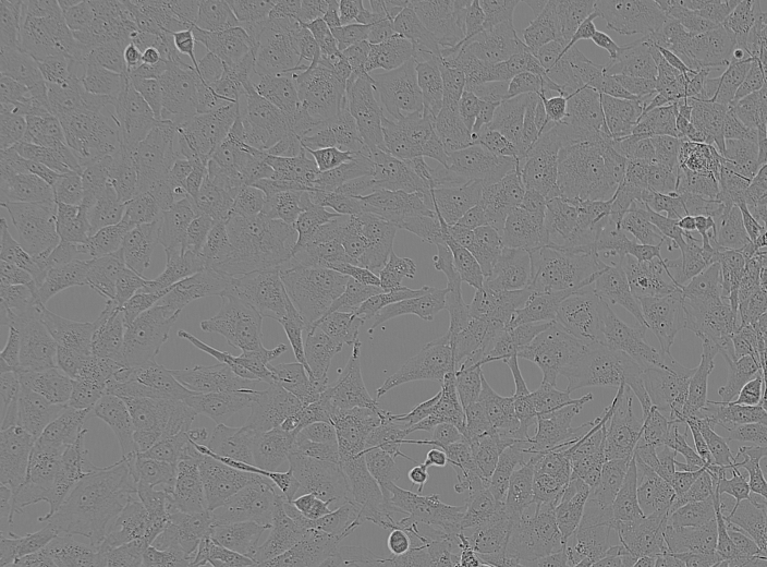 Livecell Od Object Detection Model By Celltrack