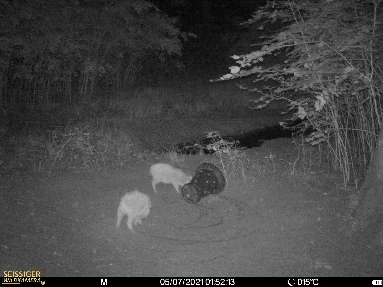 protector_night Object Detection Model by farm protector