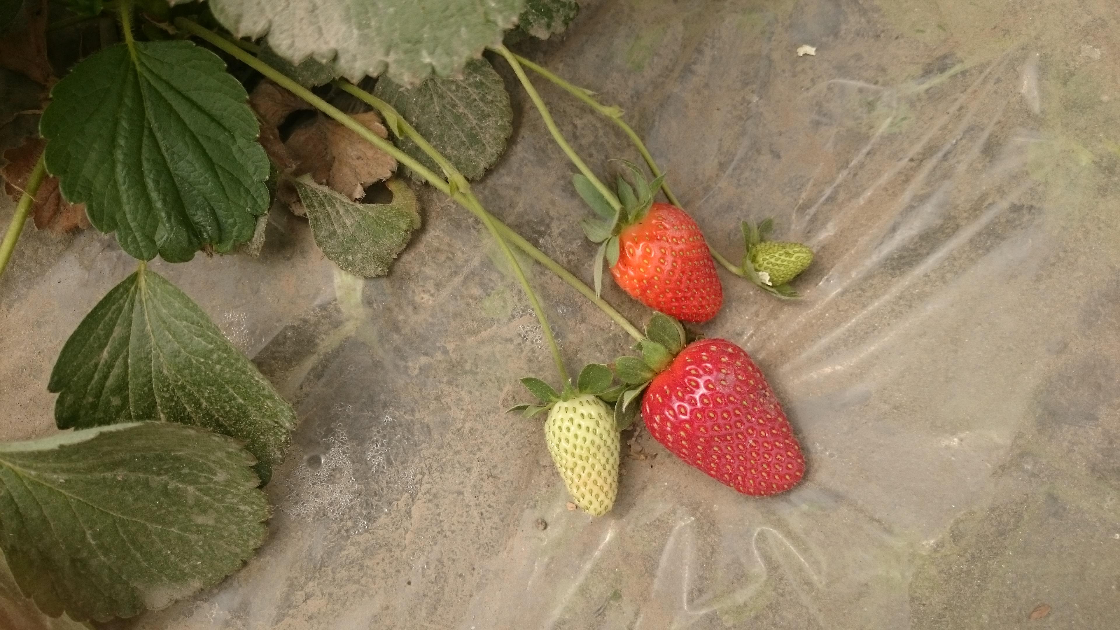 strawberry detection Object Detection Dataset by image processing