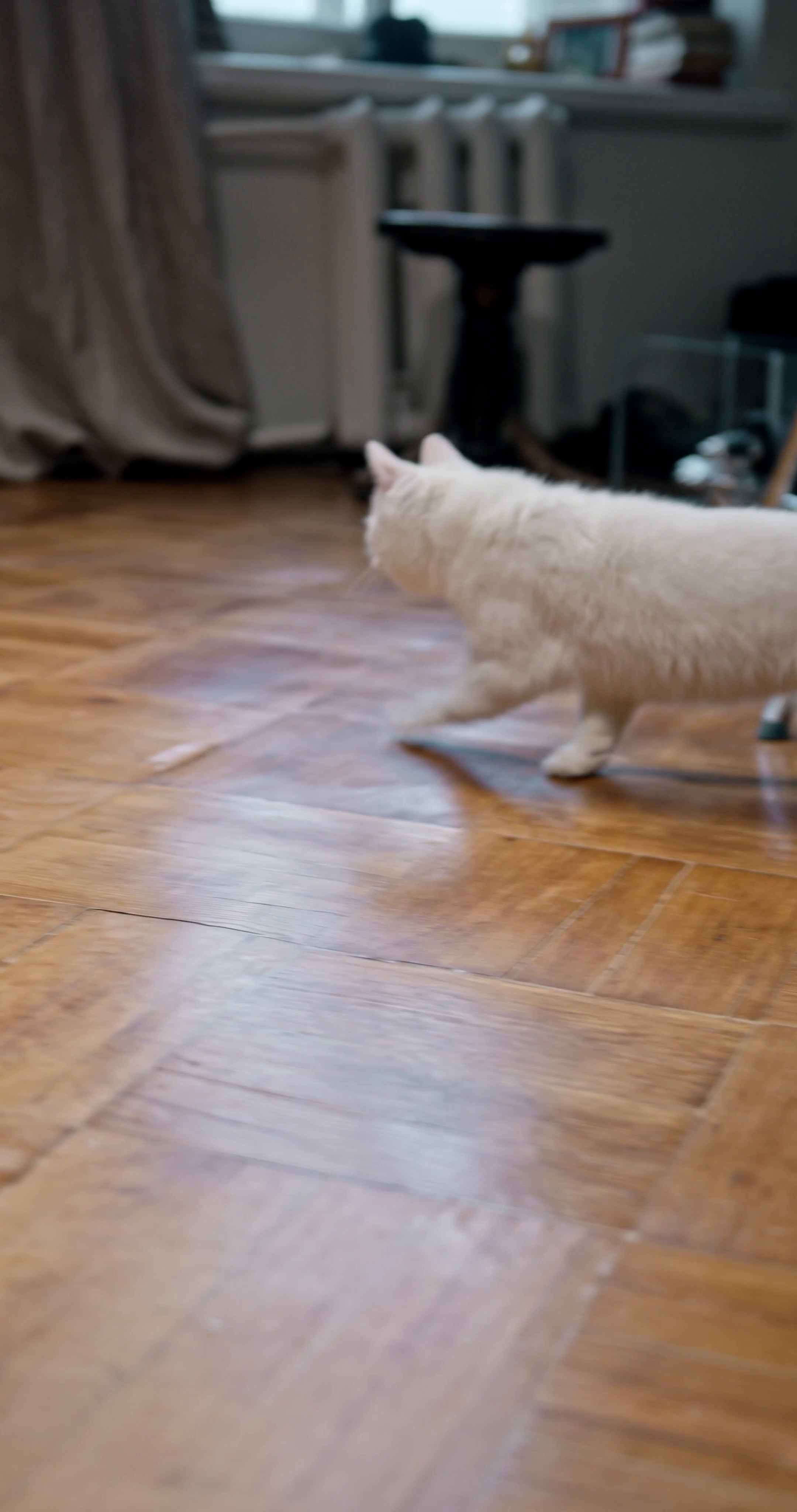 Cat Dog Detection Object Detection Model By Objectdetection