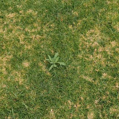 Weed Identification Object Detection Dataset and Pre-Trained Model by weed identification