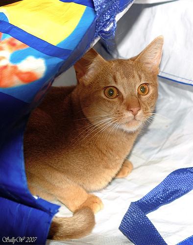 caaaat detection Object Detection Dataset and Pre-Trained Model by cyu