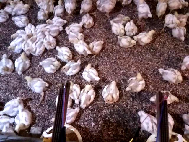 Broiler Object Detection Dataset By Chicken Dataset