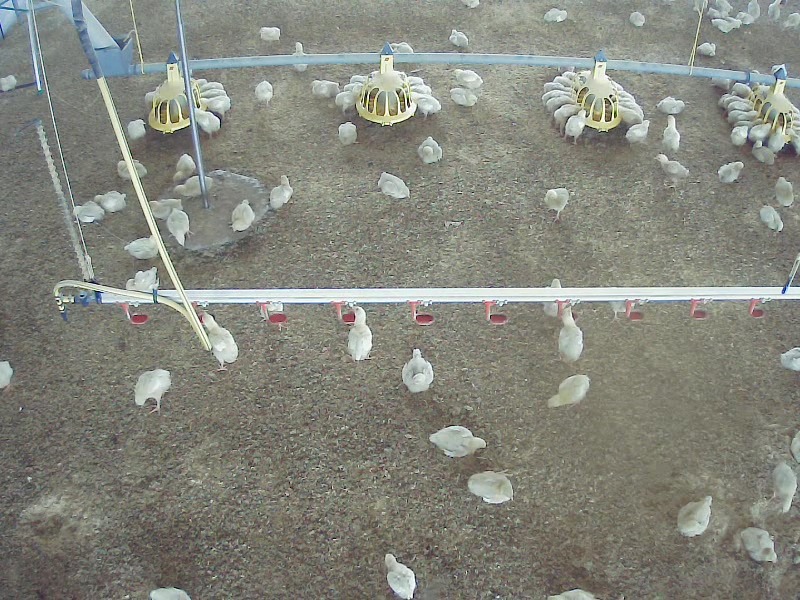 Chicken Dataset Object Detection Dataset By Chicken Dataset