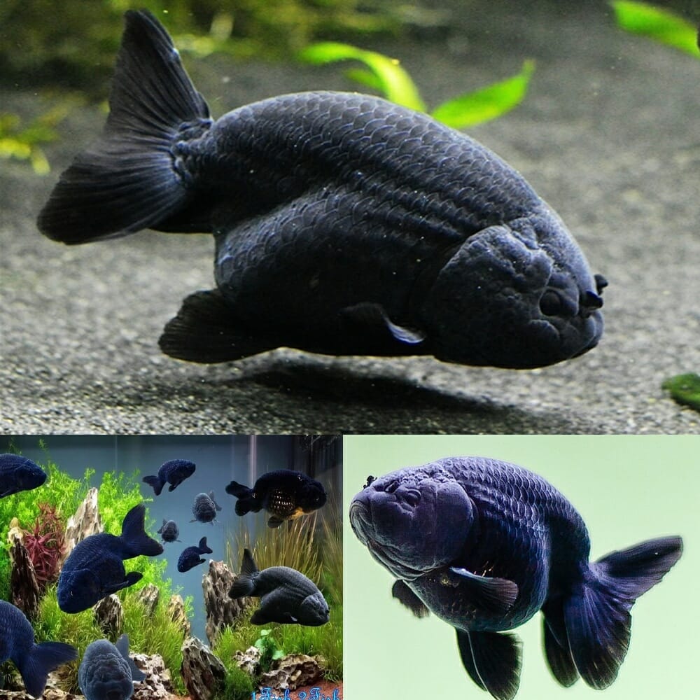 goldfish Object Detection Dataset by RENGCHAI BOOTMOAY 037